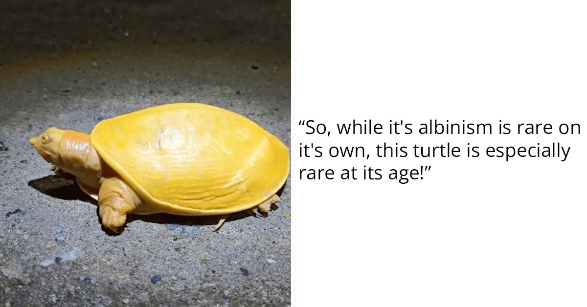 Nature Decided To Mimic Velveeta With This Turtle's Rare Disorder