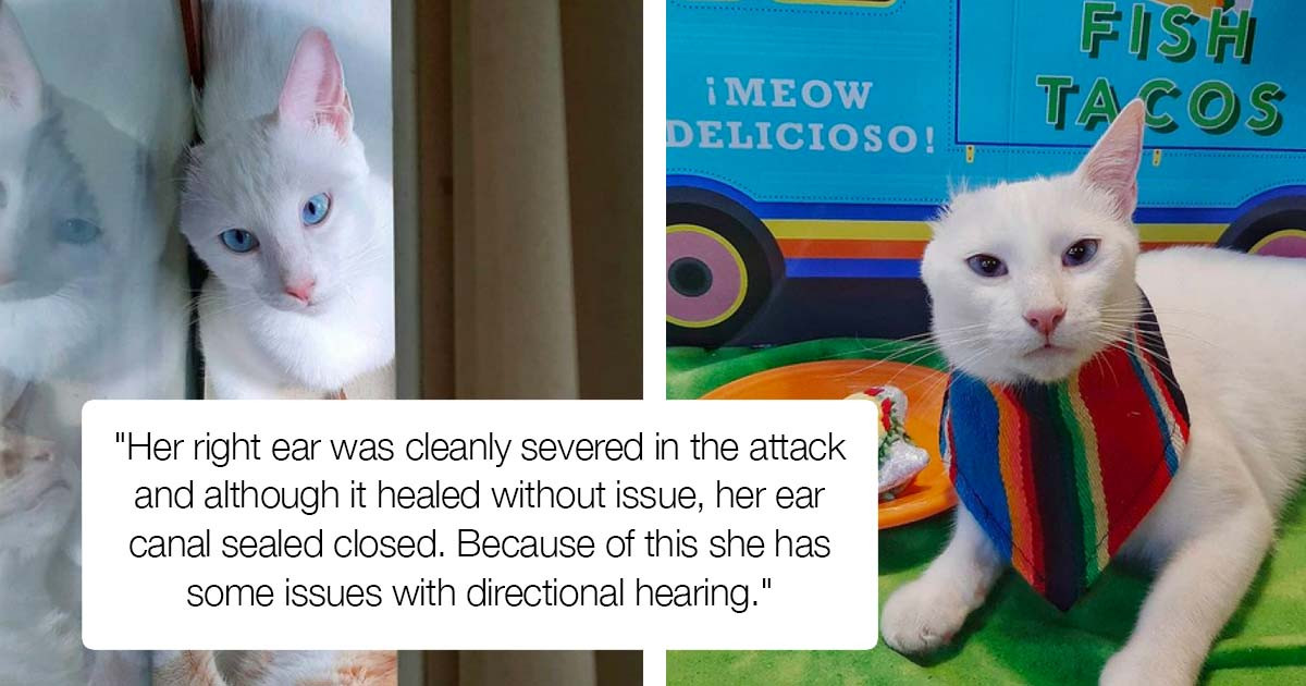 Miraculous One-Eared Kitty Shares Positivity With Delighted Cat Lovers ...