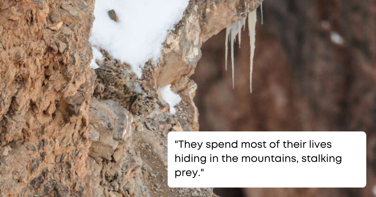 Ramesh Pandey Spots Elusive Snow Leopard Hiding in Plain Sight