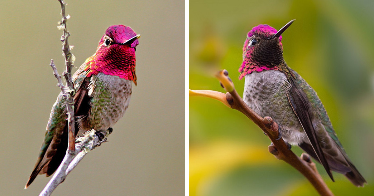 This Little Bird Is No Larger Than A Ping Pong Ball, But Its Amazing ...