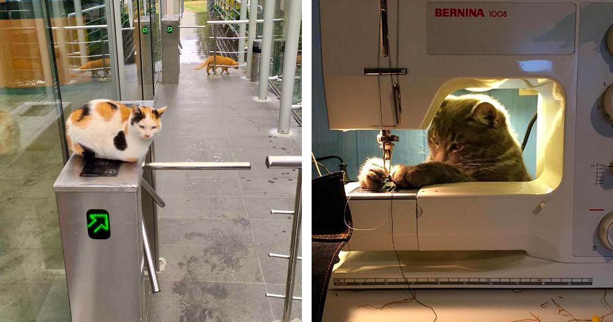 Check Out These Independent Cats That Can Take Care Of Their Bills