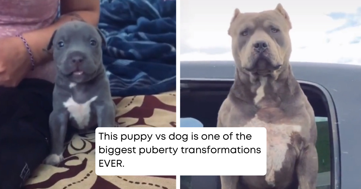 Here Are Some of the Best Dog Posts About Unique Dogs That You Need to See