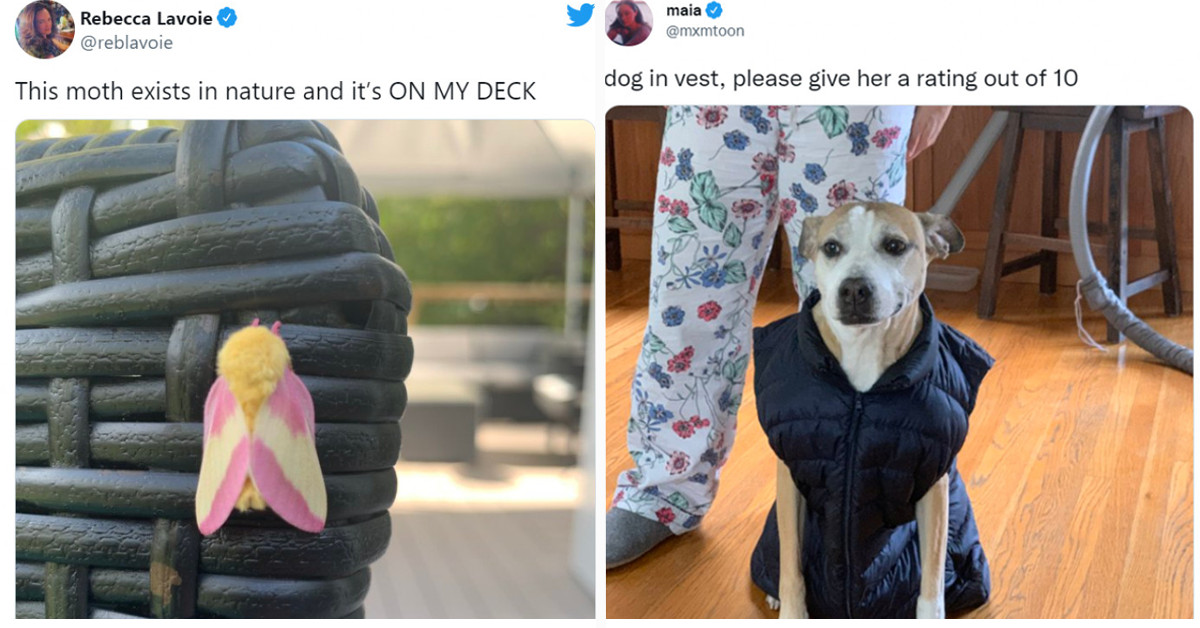 These Animals Were Caught Off Guard, We Bet It’ll Be Hard To Control ...