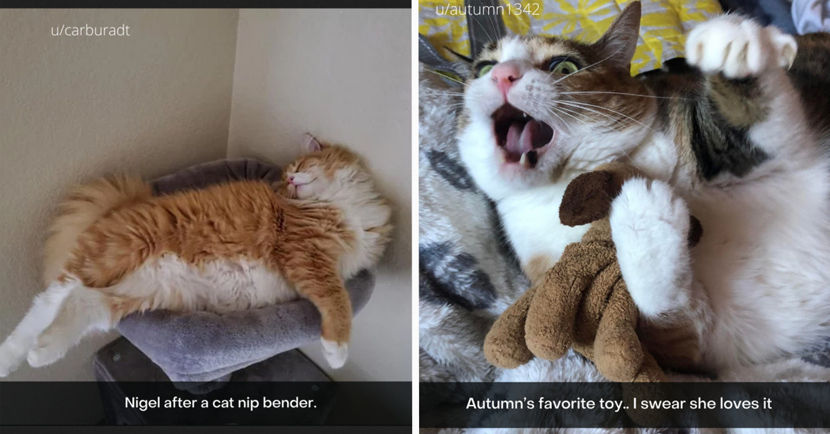 30+ Cats Being Absurd, Ridiculous, And Adorable