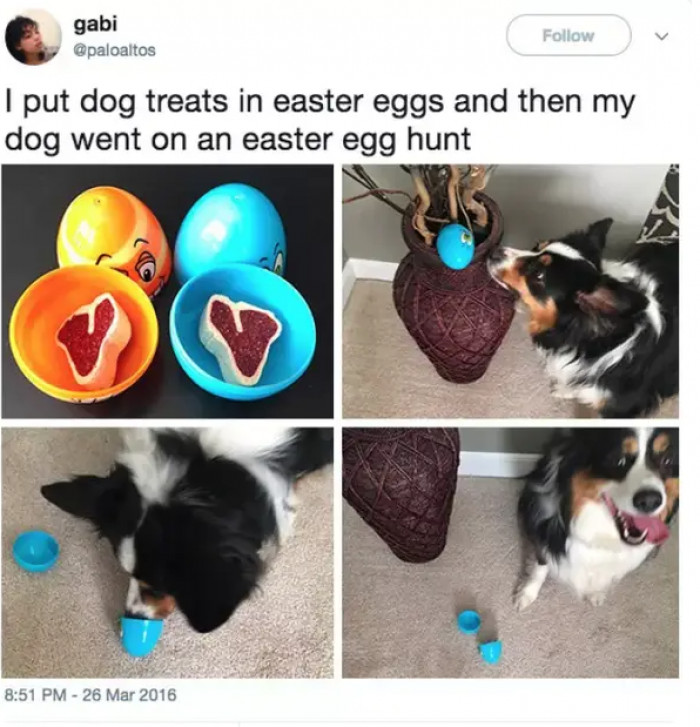 Scroll Through These Cute Animal Tweets For Your Daily Dose Of Serotonin