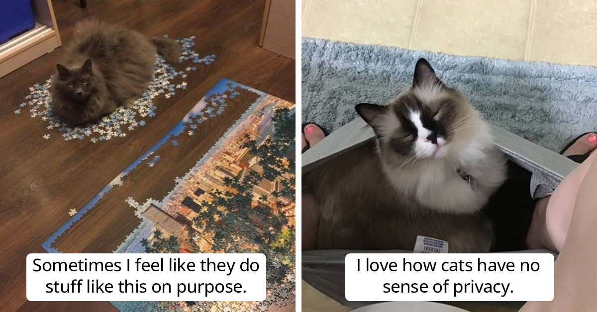 22 Careless And Chaotic Cats Whose Owners Could Use A Break