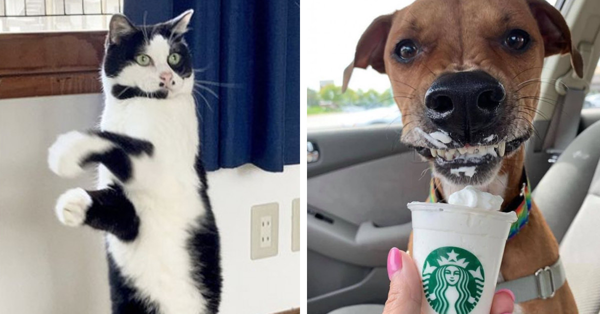 20 Animals Incapable Of Taking "Normal" Pictures