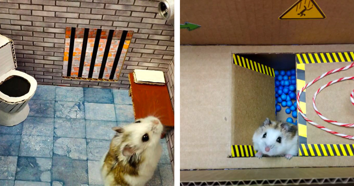 Person Created An Escape Course For Their Hamster And It Is Unbelievable