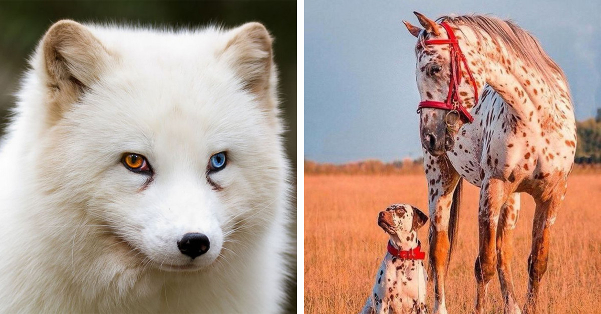 One-Of-A-Kind Animals With Heaven-Like Beauty and Love