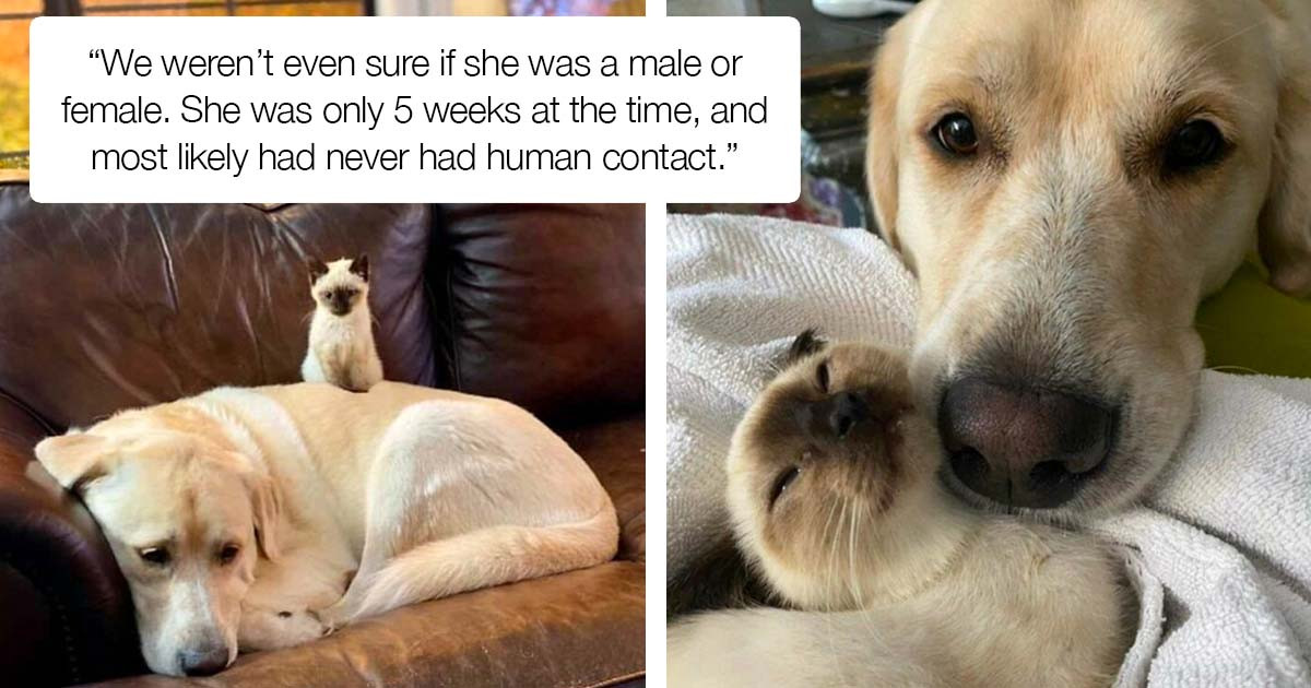 Scared Rescued Kitten And A Giant Lab Have Formed An Amazing Bond