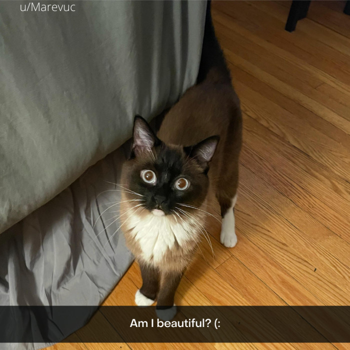30+ Cats Being Absurd, Ridiculous, And Adorable