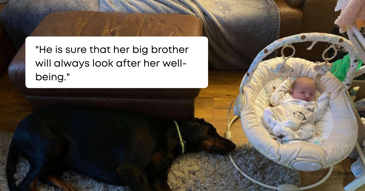 Dog Comforts New Baby Girl With His Teddy Bear On Camera