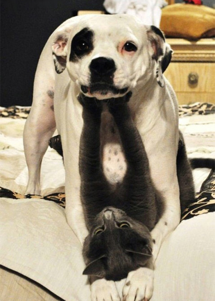 29 Adorable Photos Of Dogs Making A Comfortable Seat Out Of Cats Will ...