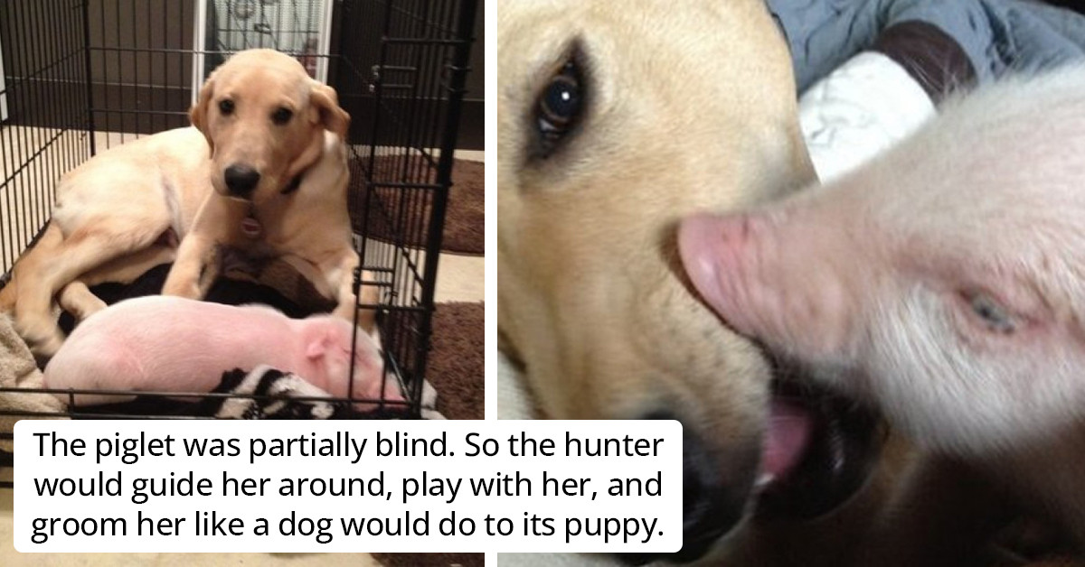 Piglet, Who Fell Off A Truck, Meets Dog Who Takes Care Of Her And ...