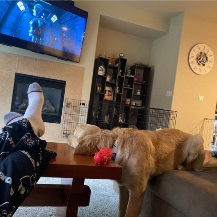 20+ Hilarious Examples Of “Pet Logic”