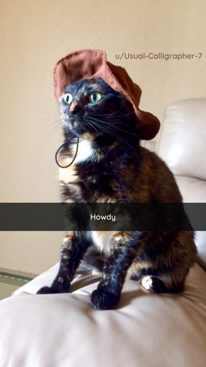 These Cats Will Leave You Trying To Decide If You Should Laugh Or ...
