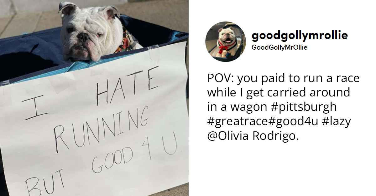 Dog Protests Running at Pittsburgh’s Great Race With a Sign