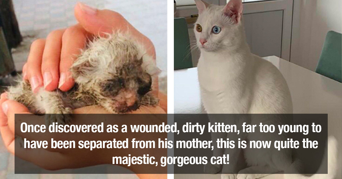 Kitties Who Were Rescued In The Nick Of Time Transform Into Beautiful Cats