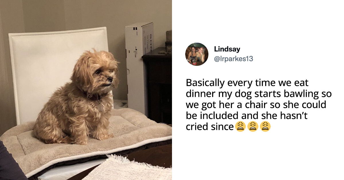 18 Adorable Dog Tweets That Will Brighten Your Day Even For A Few Minutes