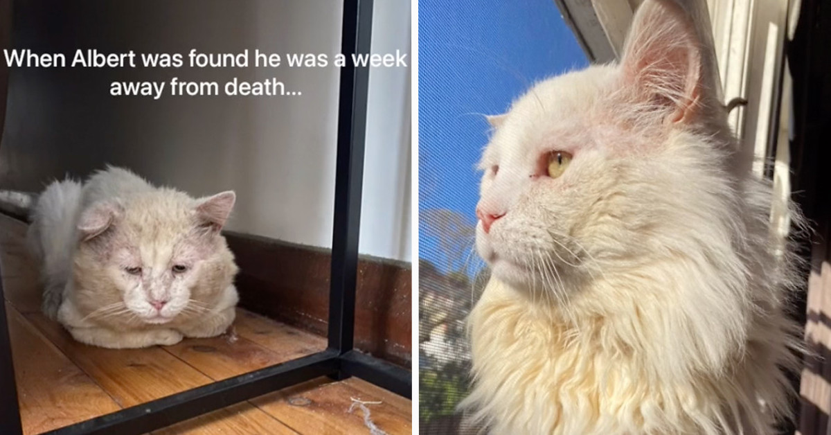 Camera Captures That Moment When A Stray Loner Cat Realizes He Now Has ...