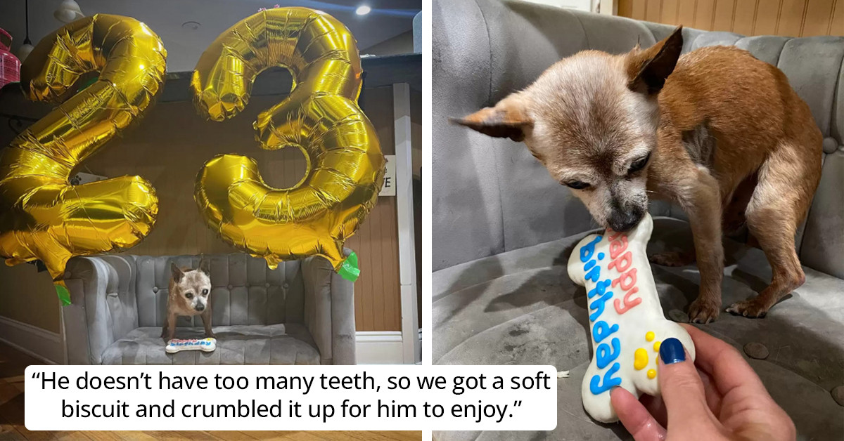 23-Year-Old Dog Gets A Surprise Birthday Bash And It's The Most ...