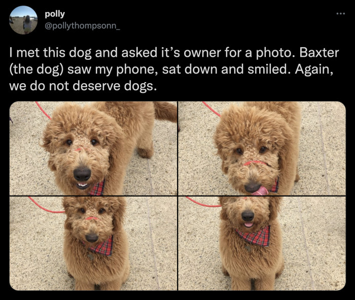 20+ Chaotic Animal Tweets That Show Their Adorable, Sassy, And Wild ...