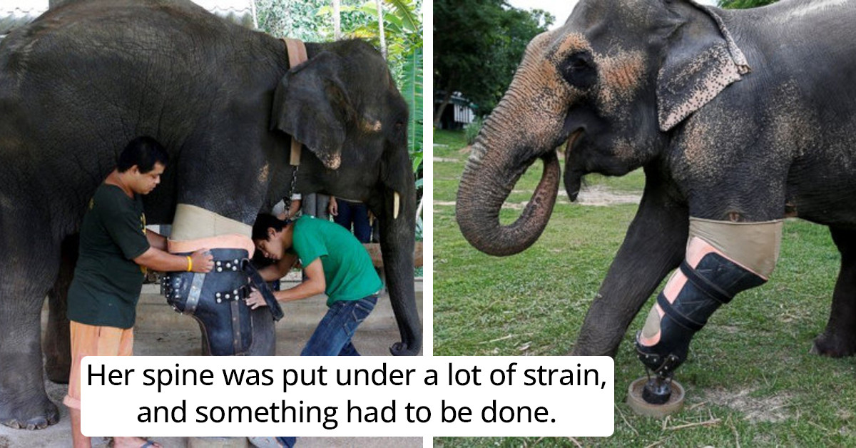 Baby Elephant Gets A Prosthetic Leg After Losing A Limb To A Landmine