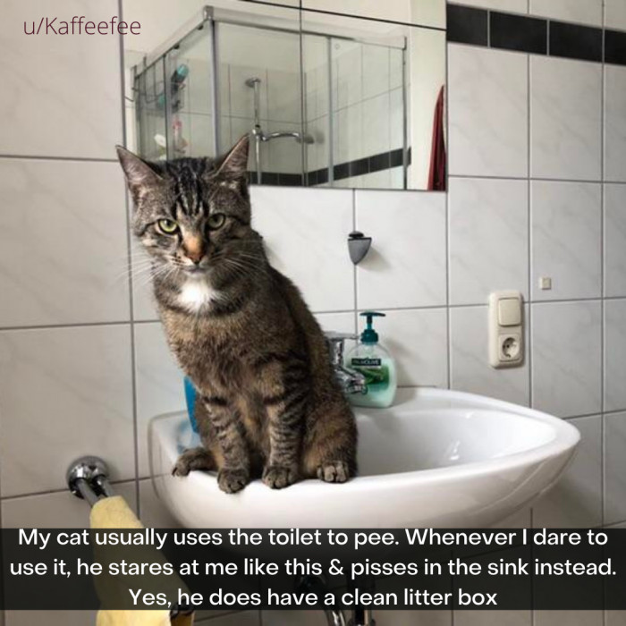 30+ Cats Being Absurd, Ridiculous, And Adorable