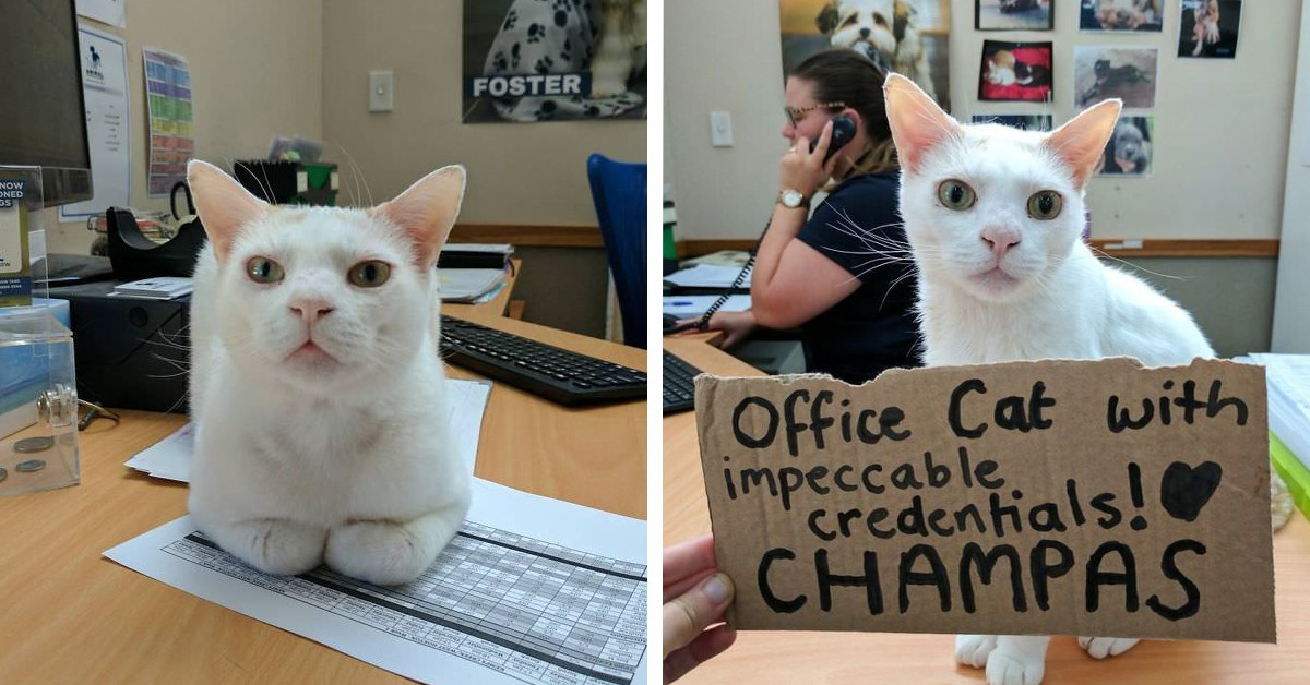 Shelter Staff Creates Amazing Adoption Campaign And Finds Loving Home ...