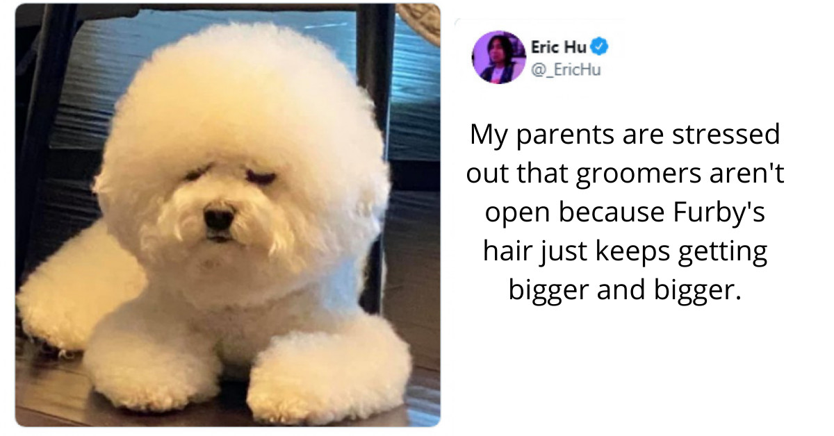 15+ Heartwarming Animal Tweets, From Cats With Puzzles to Shark Dogs