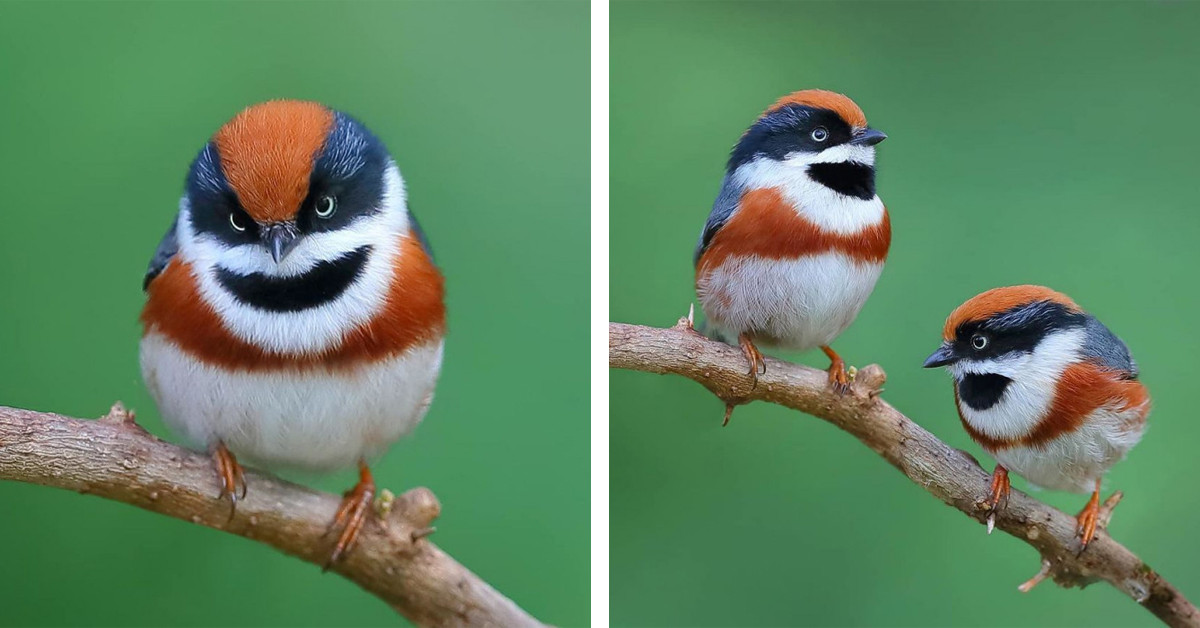 This Bird That Has A Mischievous Pattern Looks Like Quite The Adorable ...