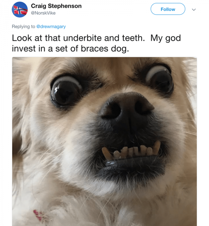 Dog Parents Have Decided To Talk Smack About Their Furry Kids Online ...