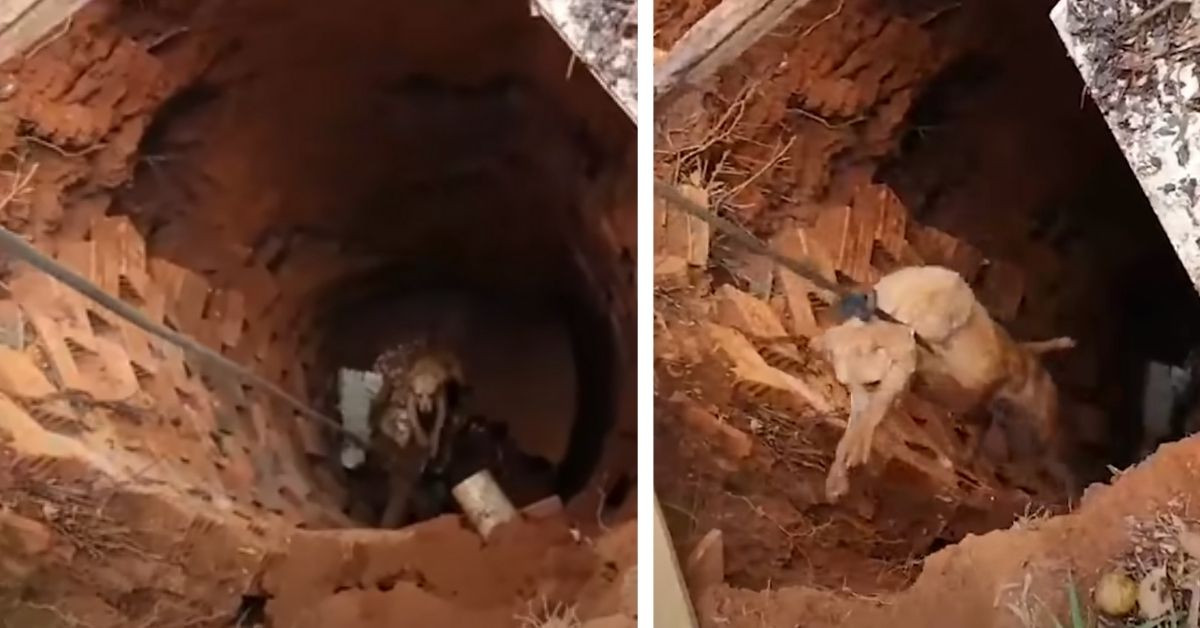 Dog Trapped In A Well Managed To, Remarkably, Rescue Himself