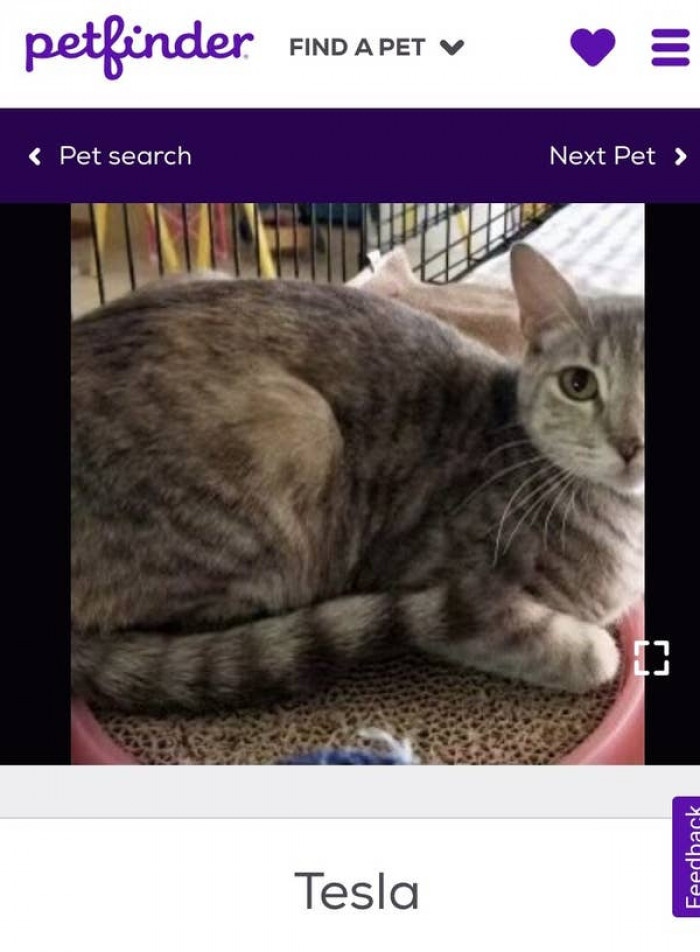 These Cat Names On Pet Finder Are Seriously Adorable These Cat Names On Pet Finder Are Seriously Adorable