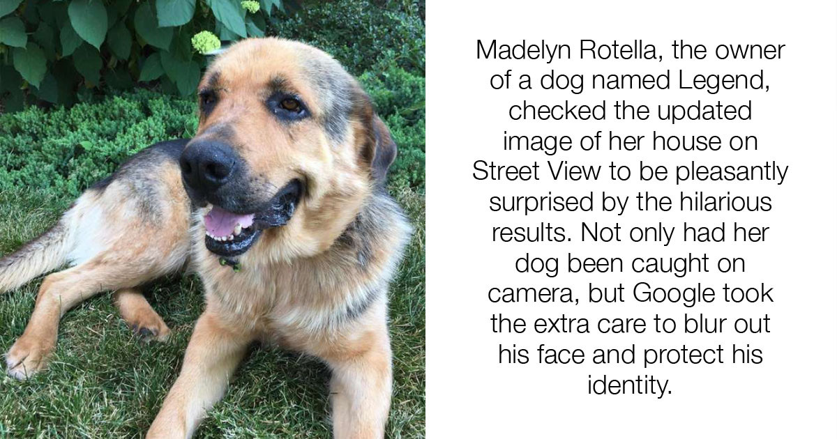 Google Blurs Rescued Dog Legend’s Face in Street View