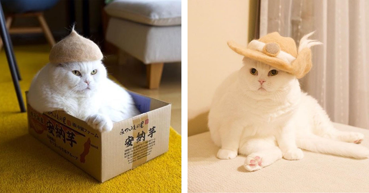 Tokyo Photographer Crafts Majestic Hats From His Cats’ Fur