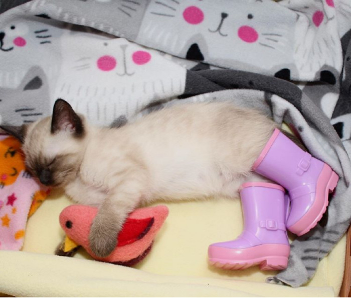 Delightful Cats And Adorable Cat Moments Bring Us Joy