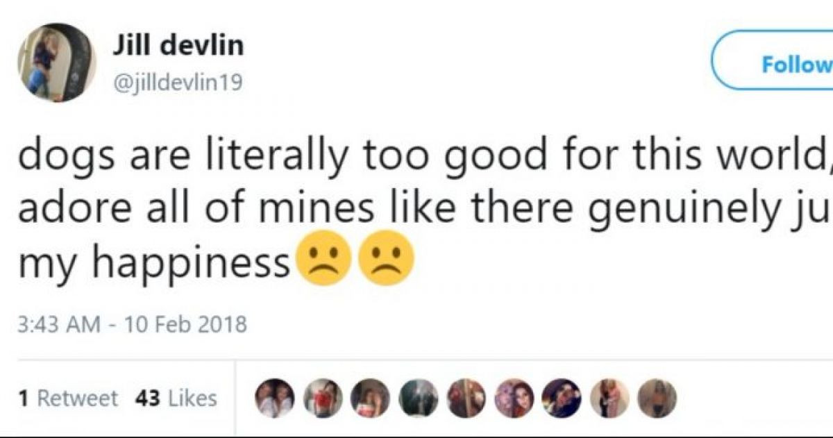 10+ That Prove How Much We Adore Dogs