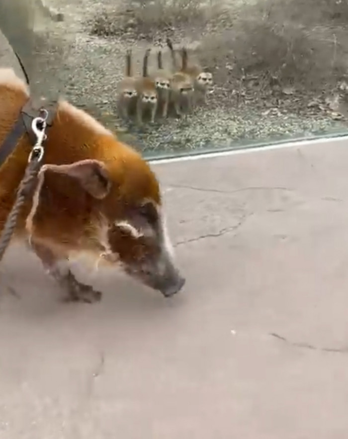 Zoos Have Shared Adorable Footage of Different Species Meeting One Another