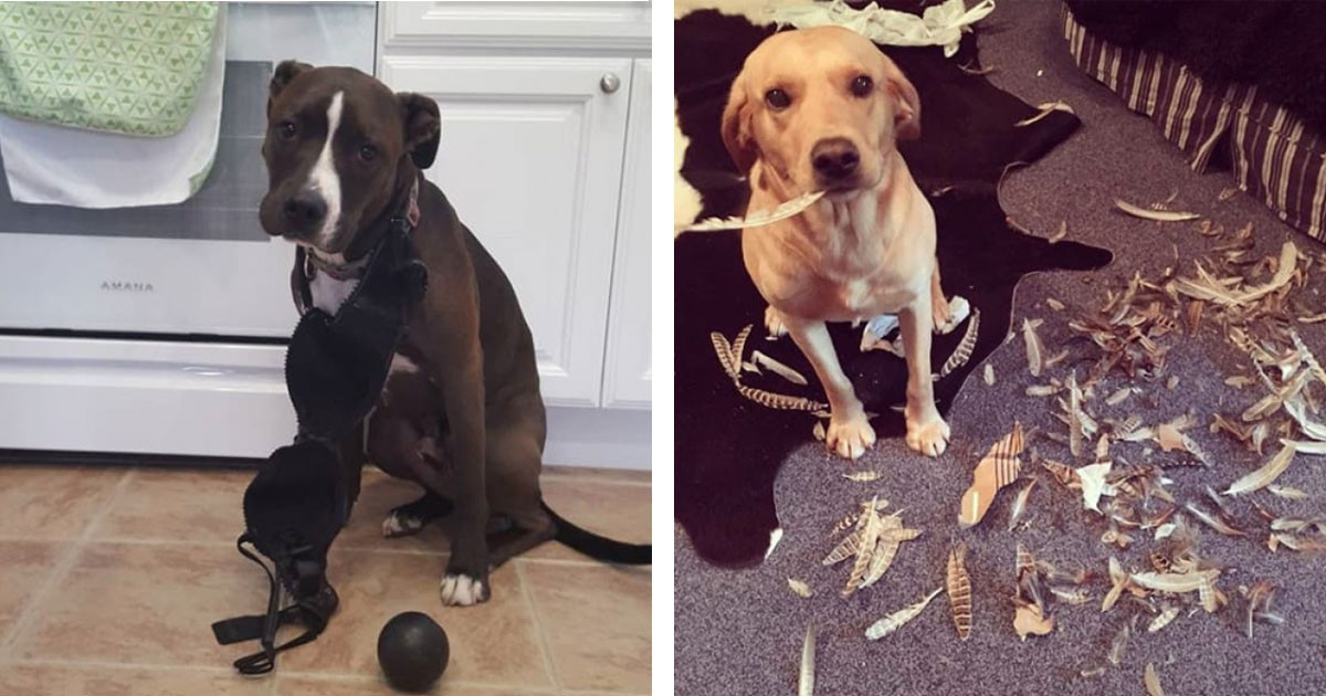 Dogs Who Are Definitely Innocent Until Proven Guilty