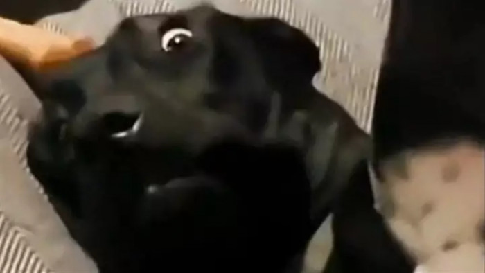 This Dog's Awkward Napping Position Is Trending On Reddit