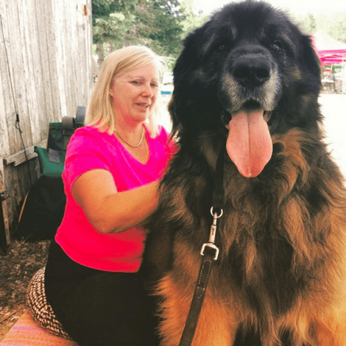 These Super Sized Doggos Think They Are Teenie-Tiny Puppers