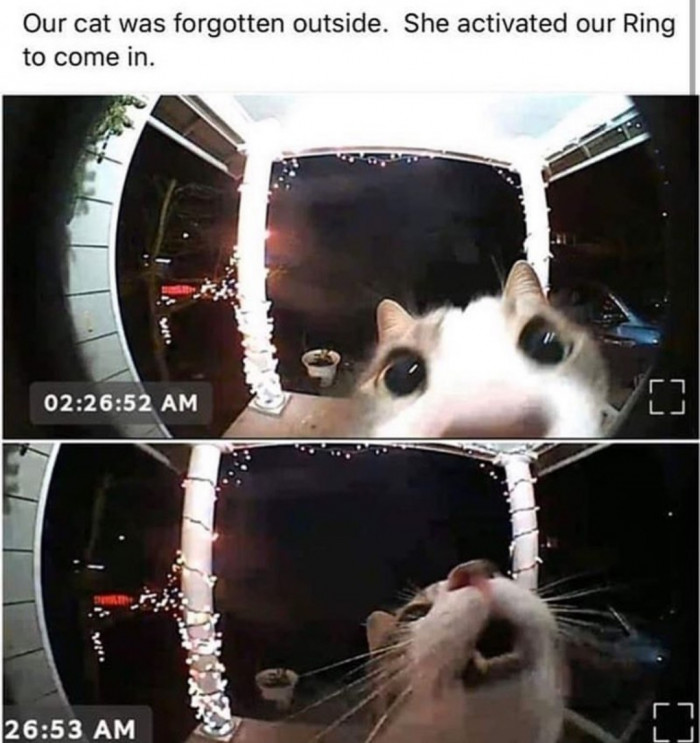 More Hilarious Cats Guaranteed to Leave You Laughing Hysterically