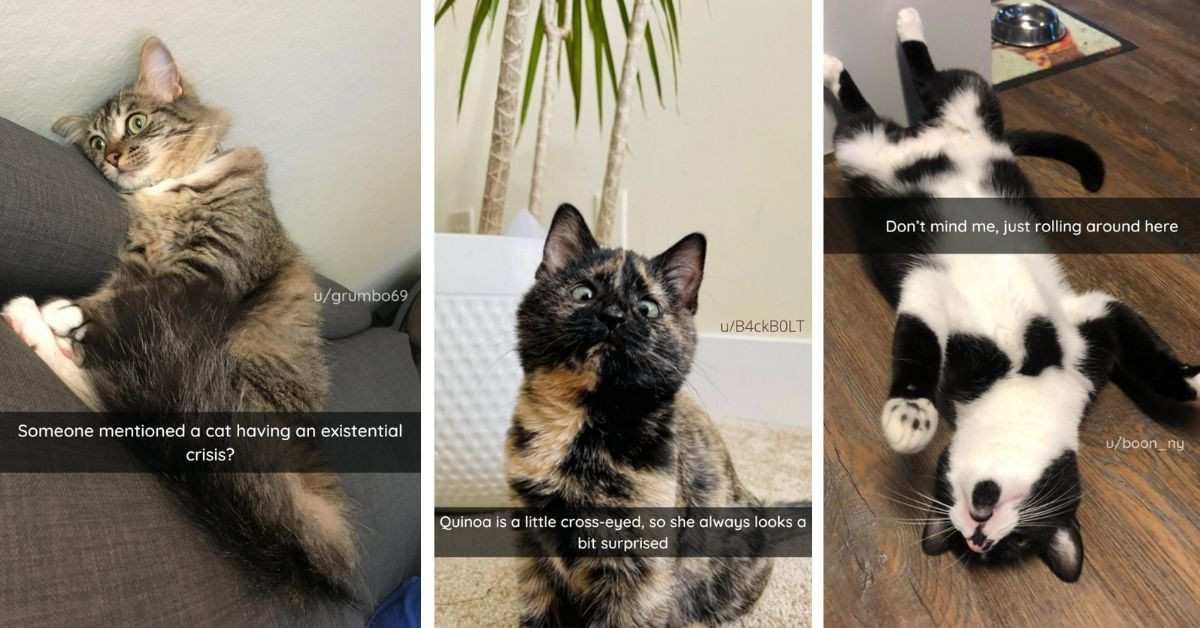 Cats Are Doing Their Best To Keep Us Entertained