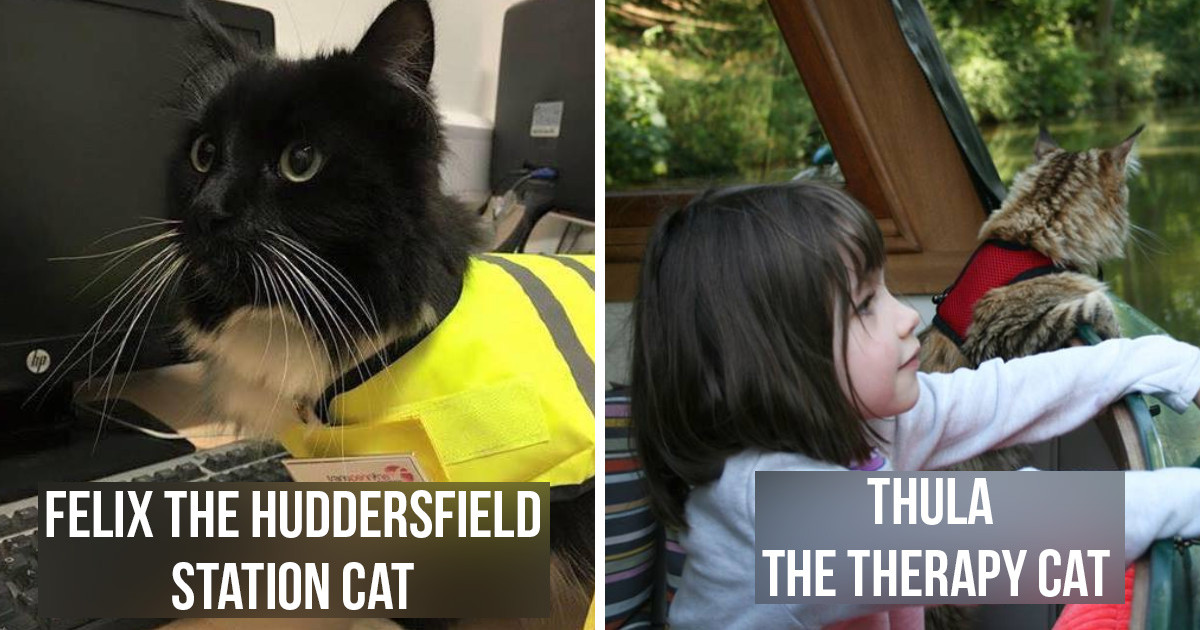 These 8 Job Titles Are Real Jobs That Are Held By Cats