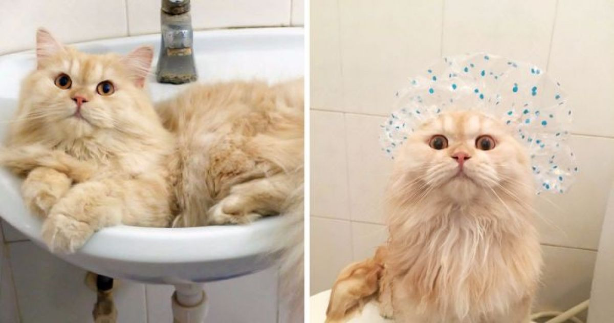 A Cat That Absolutely Loves Water, Especially His Morning Showers