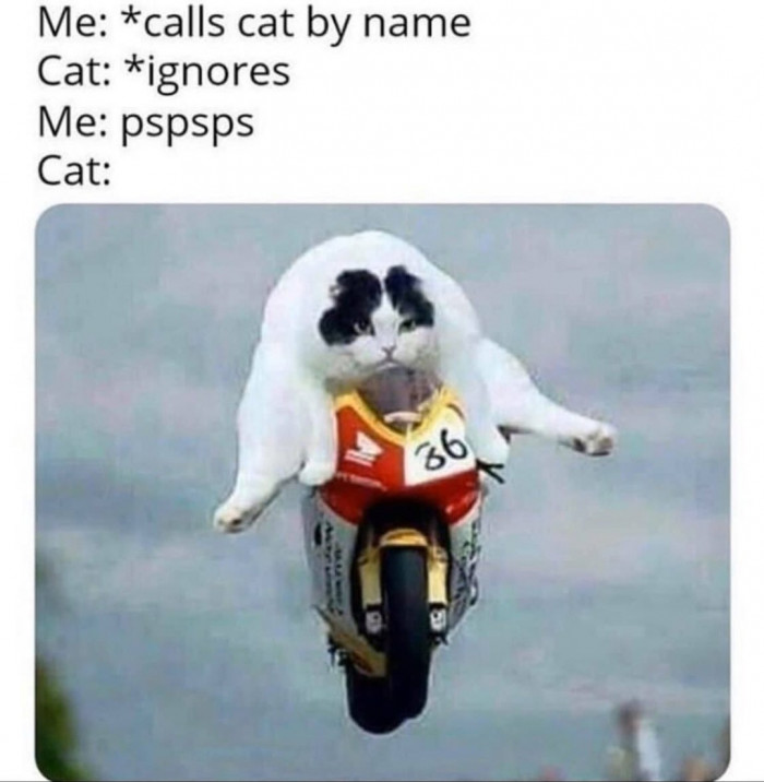 More Hilarious Cats Guaranteed To Leave You Laughing Hysterically