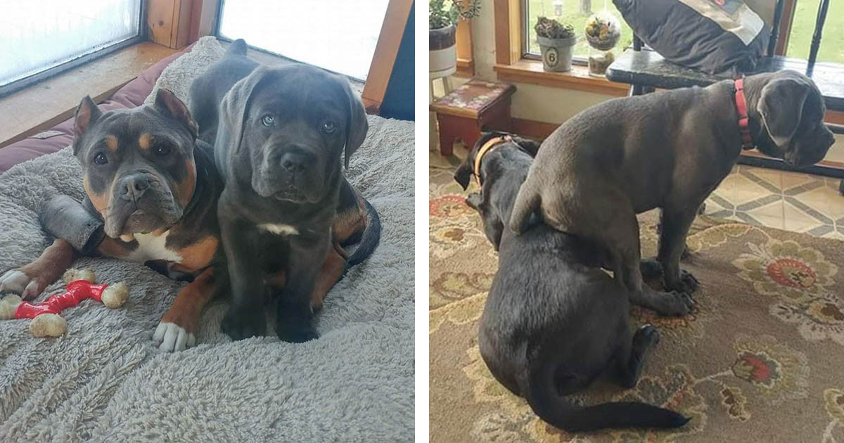 Cane Corso Puppy Shows His Love By Sitting On His Doggo Family And It's ...