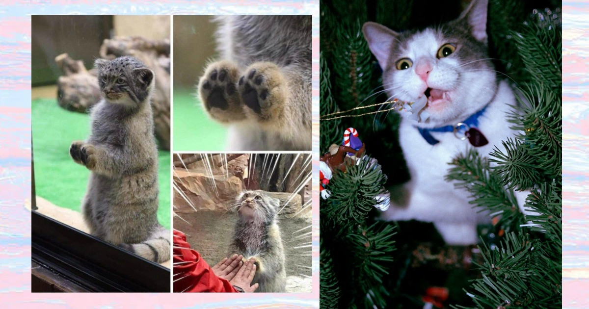 More Amazing Cats For Your Viewing Pleasure