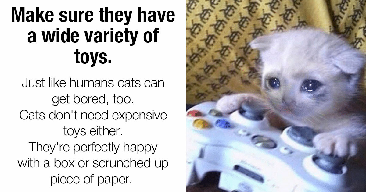 Cat Parents, Listen Up To These Top Tips To Keep Your Cats Happy